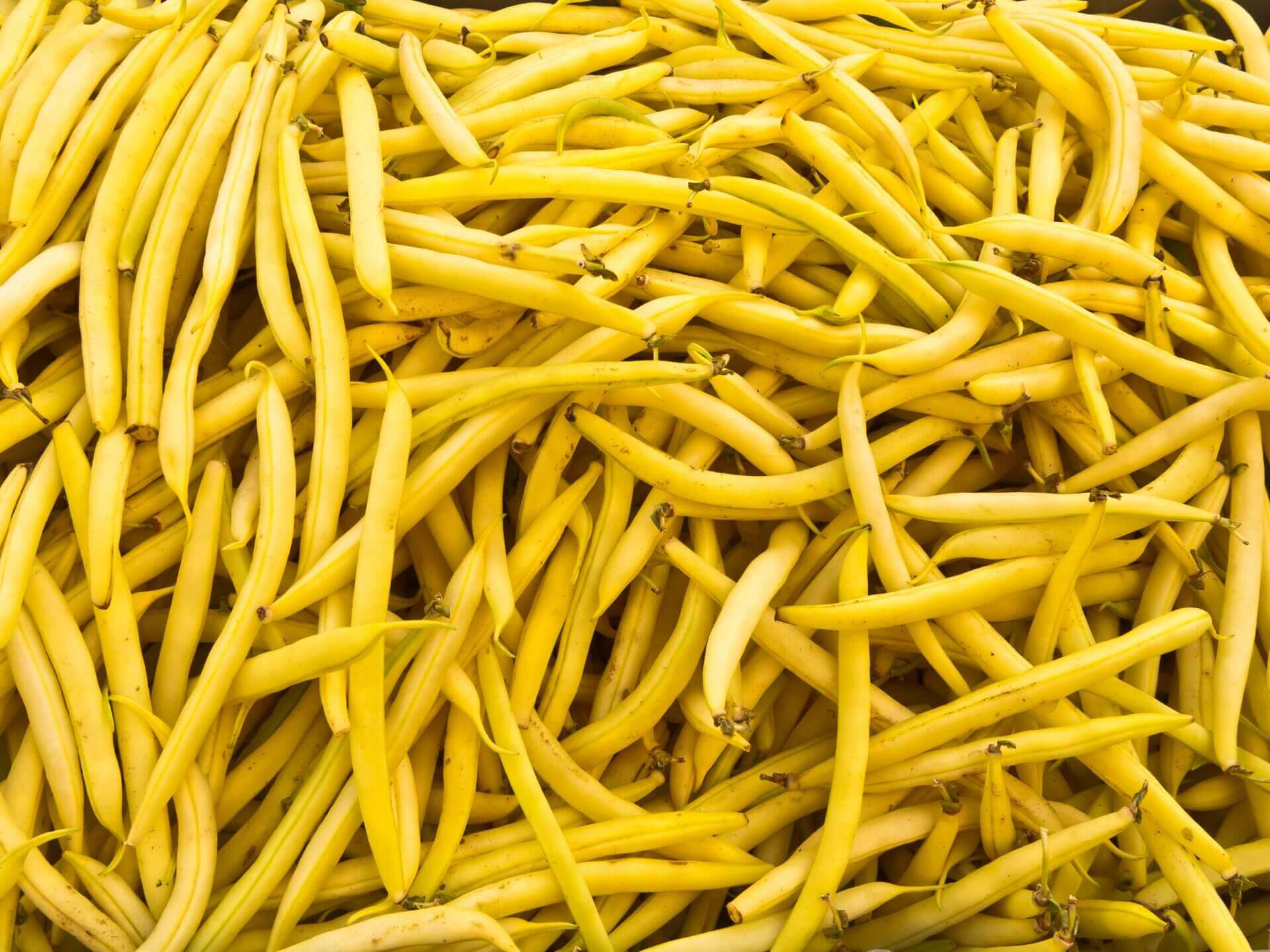 OSC Ontario Seed Company Vegetable & Herb Seeds – Garden Girl