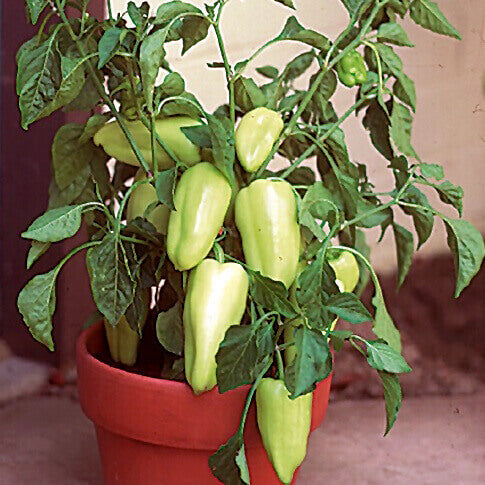 Pepper Sweet Gypsy Hybrid OSC seeds – Garden Girl