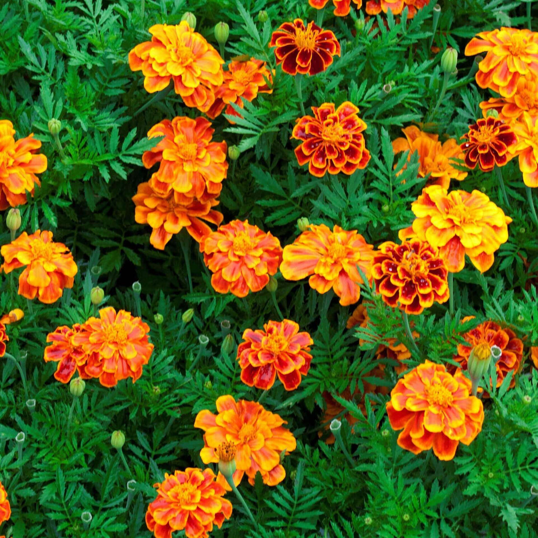 Marigold Durango Outback Mix OSC Seed – Garden Girl