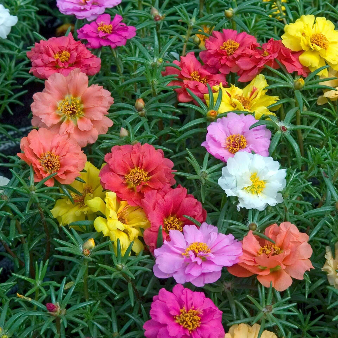 Portulaca Double Mixed OSC Seed – Garden Girl