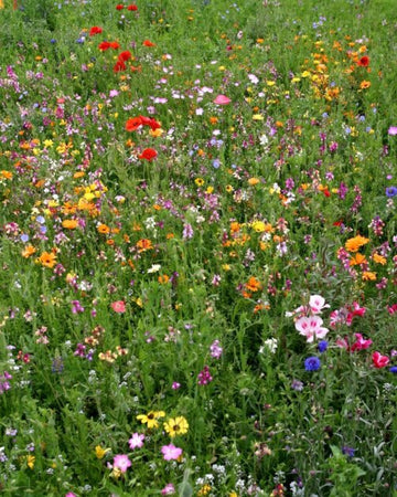 OSC Garden Flower Seeds Ontario Seed Company – Garden Girl