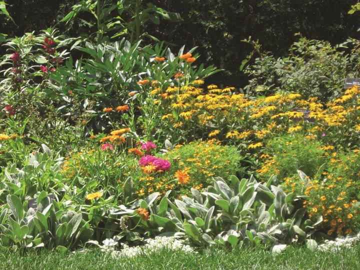 OSC Garden Flower Seeds Ontario Seed Company – Garden Girl