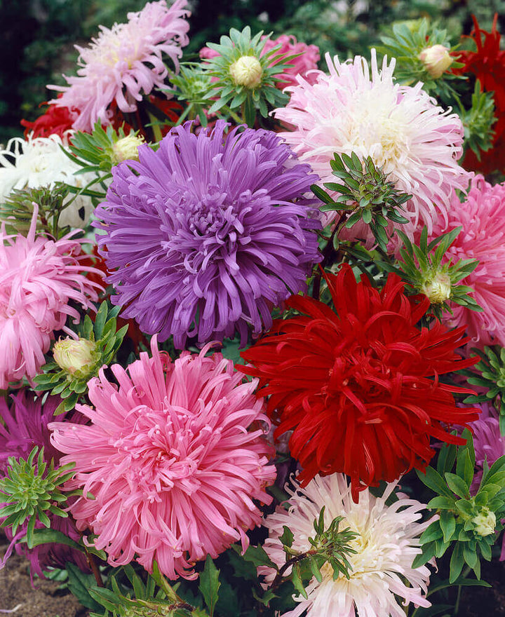 OSC Garden Flower Seeds Ontario Seed Company – Garden Girl