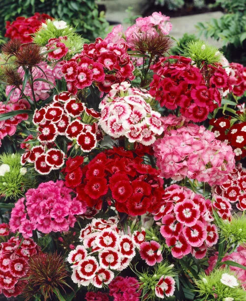 Sweet William Giant Single Mix OSC Seed – Garden Girl
