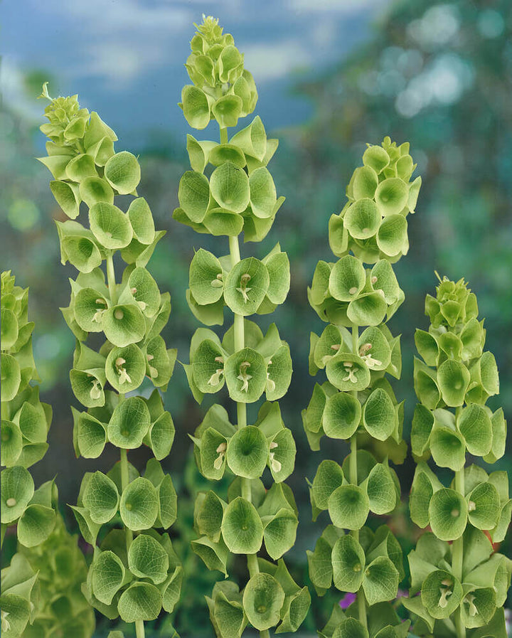 OSC Garden Flower Seeds Ontario Seed Company – Garden Girl