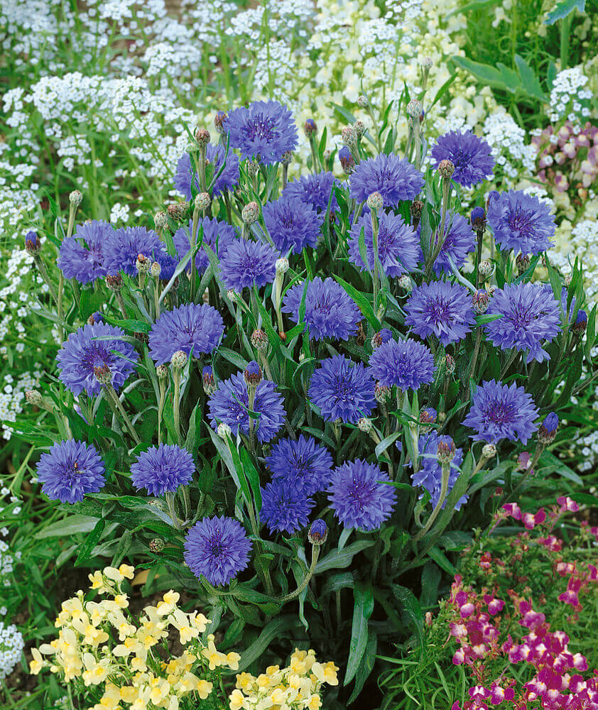 Bachelor Buttons Jubilee Gem OSC Seed – Garden Girl