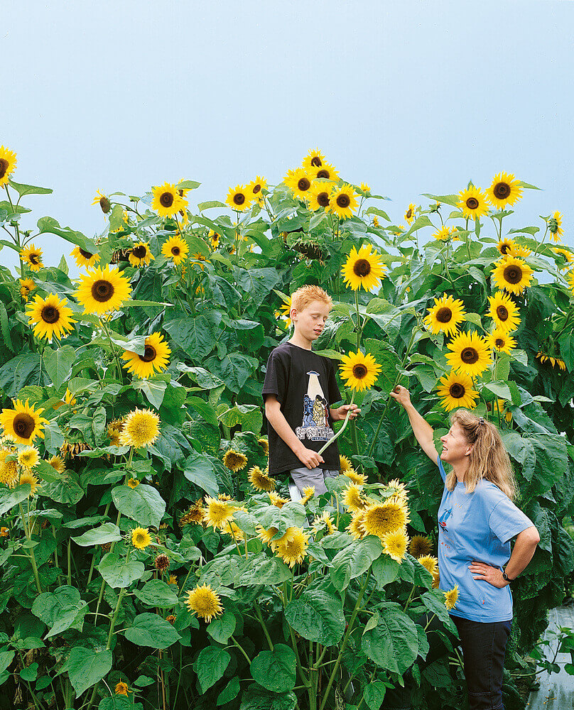 Sunflower Kong OSC Seed – Garden Girl