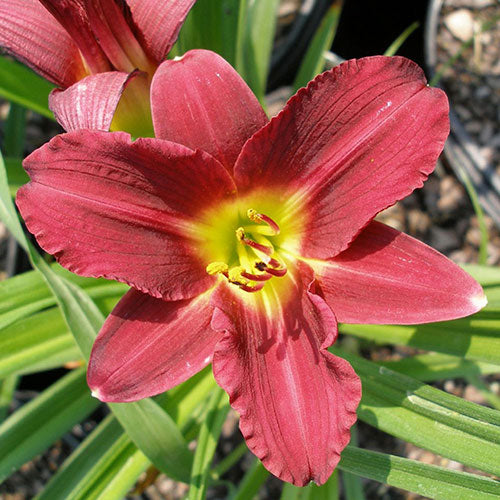 Daylily Ruby Stella D'Oro 1G – Garden Girl