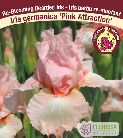 Iris Pink Attraction Bearded - Plant Plug – Garden Girl