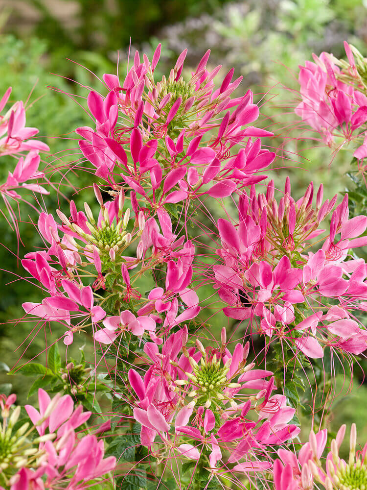 Cleome Pink Queen OSC Seed – Garden Girl