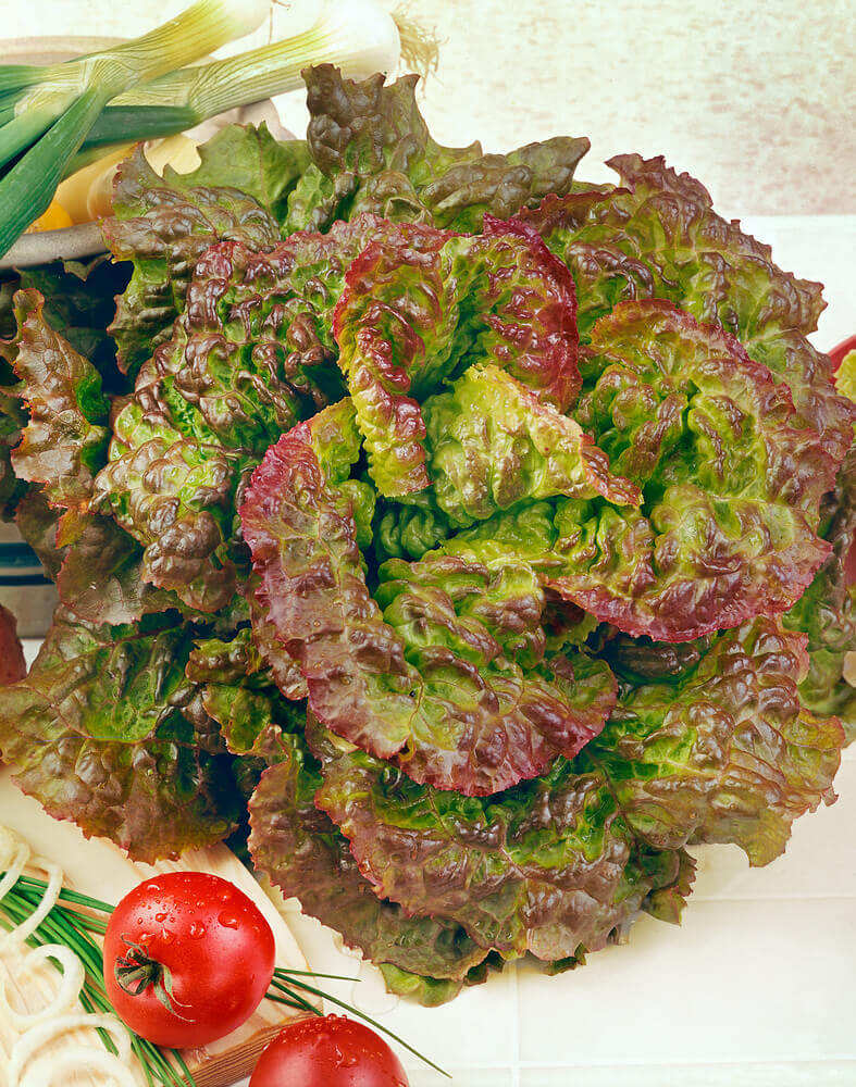 Lettuce Head Prizehead OSC Seeds – Garden Girl