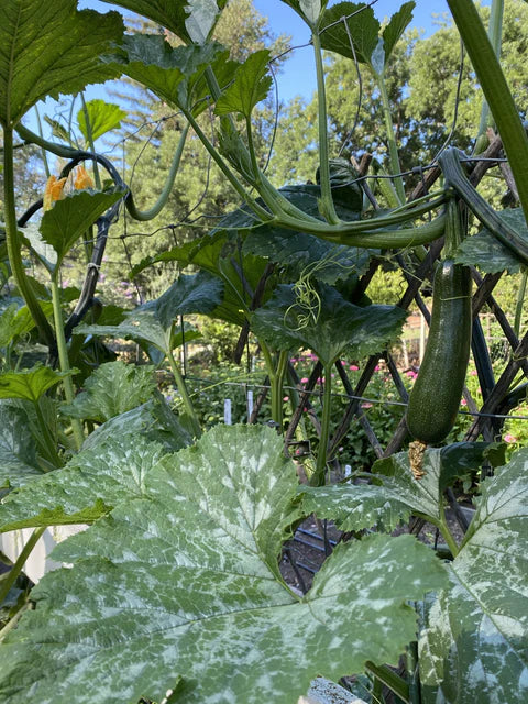 Squash Ola Escaladora Organic WCS Seeds – Garden Girl