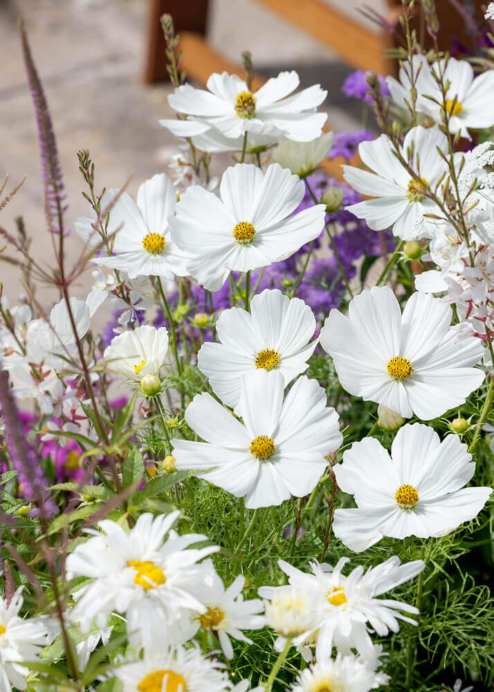 Cosmos Sensation White OSC Seed – Garden Girl
