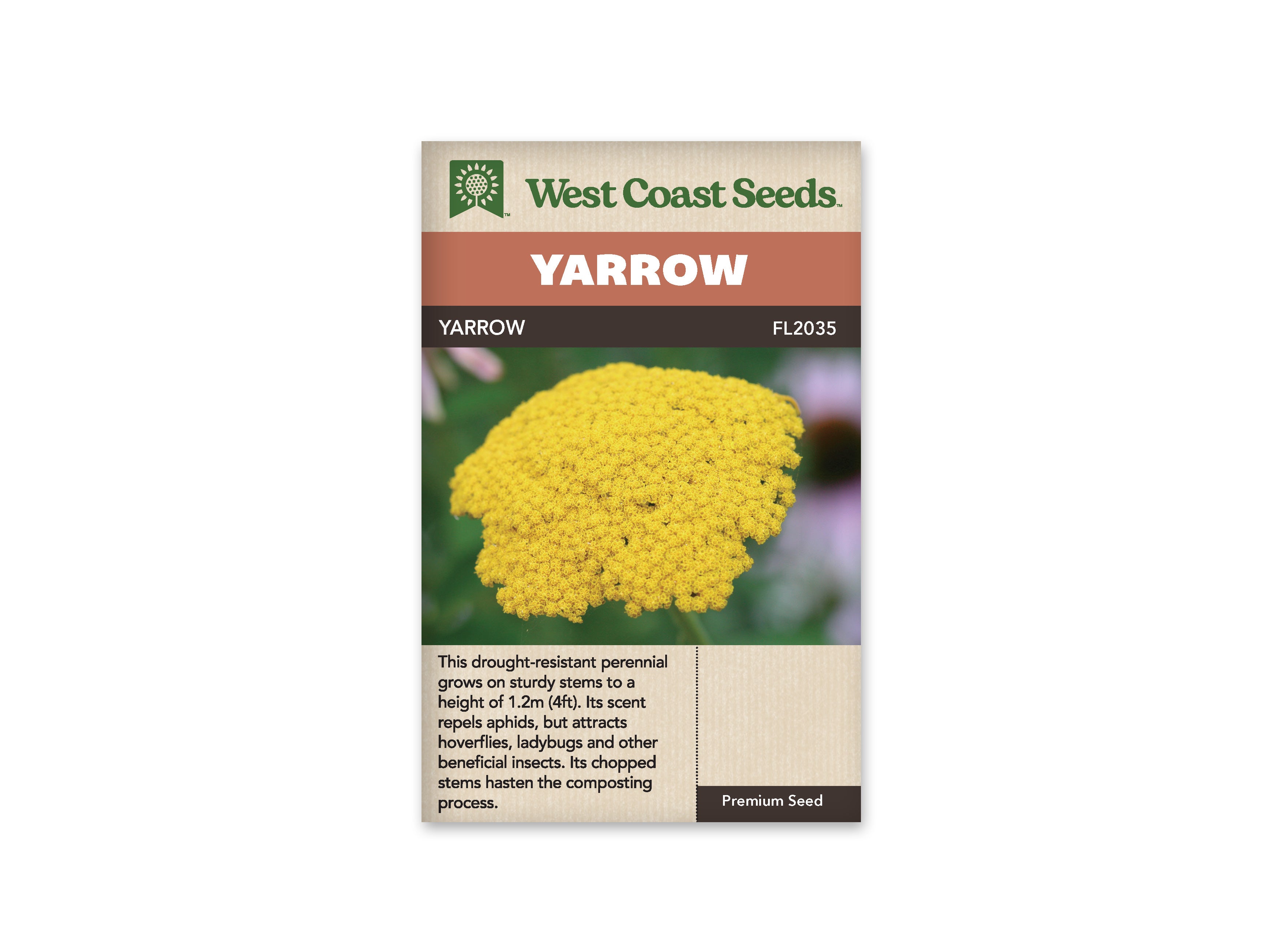 Achillea Yarrow WCS Seeds – Garden Girl