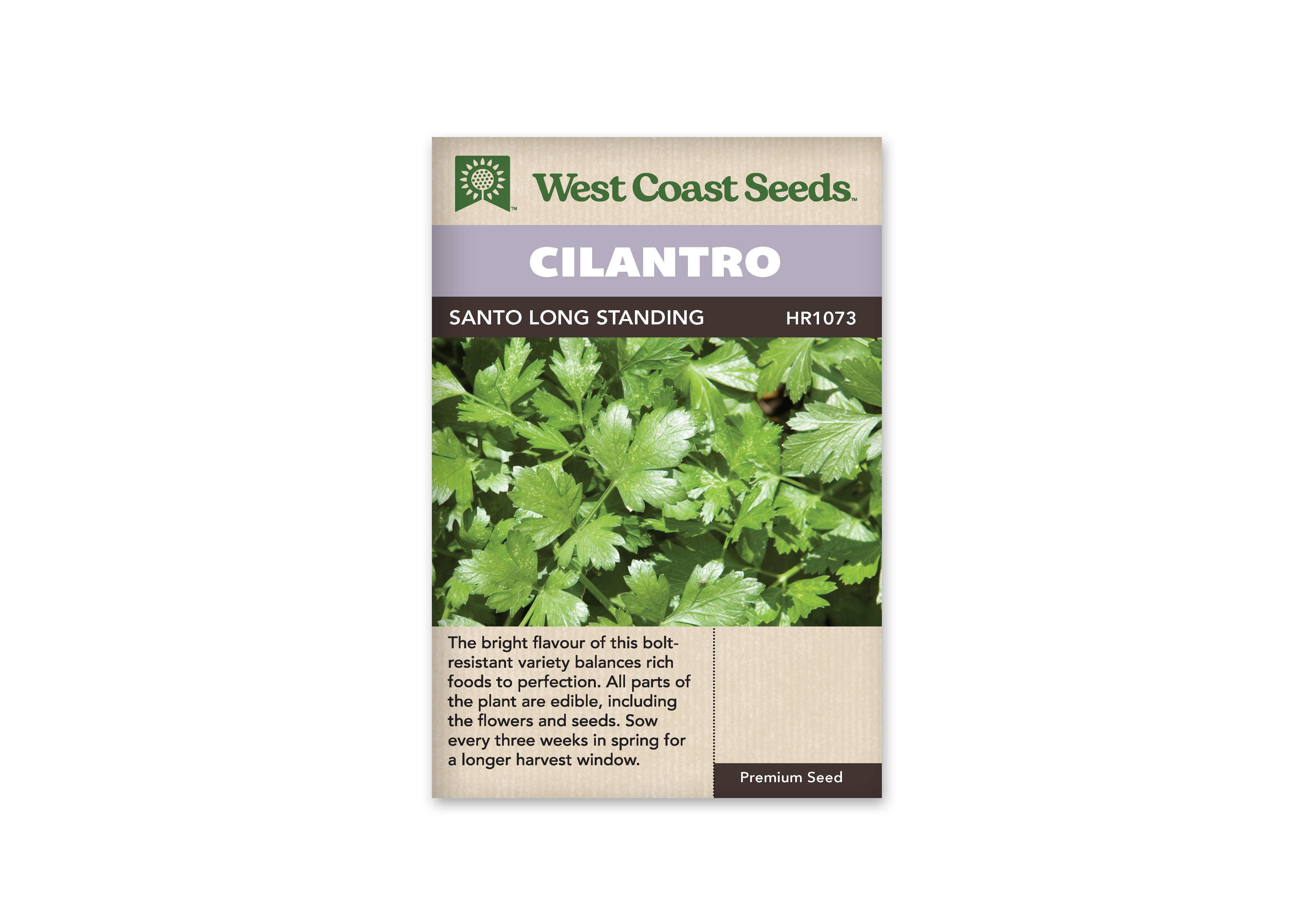 Cilantro Santo Long Standing WCS Seeds – Garden Girl