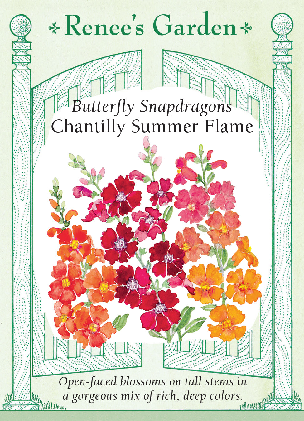 Snapdragon Summer Flame – Garden Girl