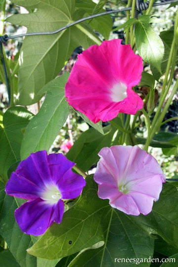 Morning Glory – Garden Girl